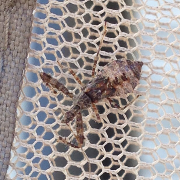 Thread-legged Bug | Project Noah