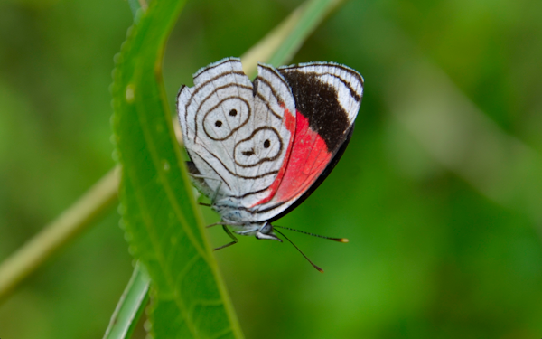 Mariposa 88 | Project Noah