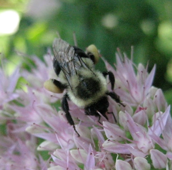 Common Eastern Bumble Bee | Project Noah