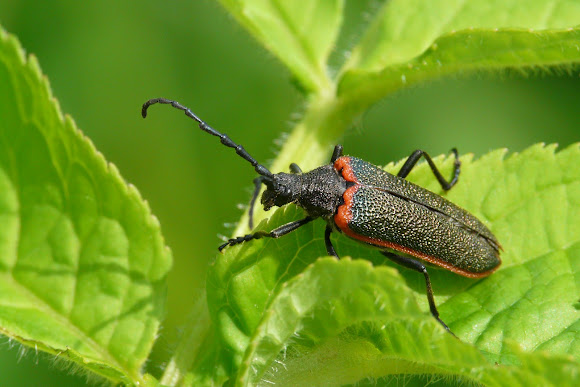 Elderberry longhorn beetle | Project Noah