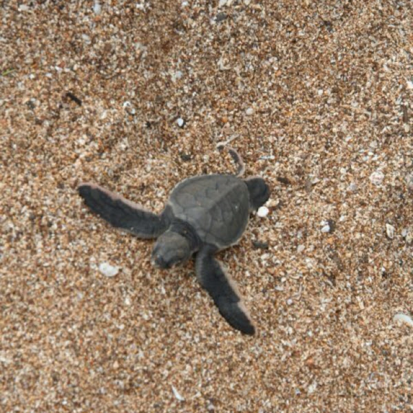 Green Sea Turtle | Project Noah