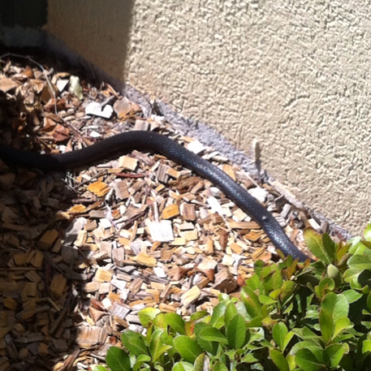 Black racer | Project Noah