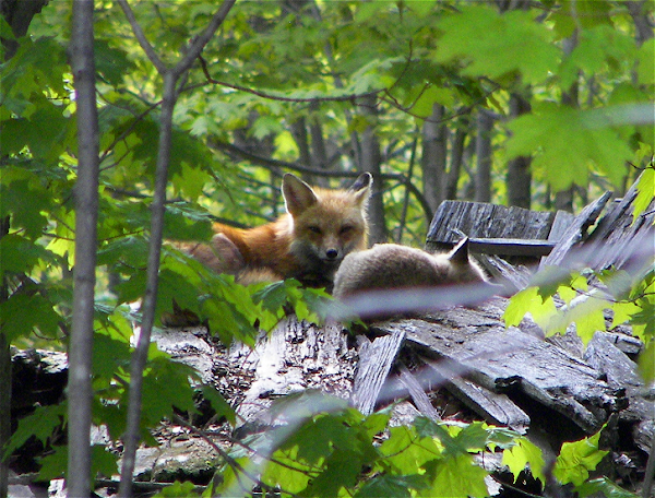 Red Fox | Project Noah