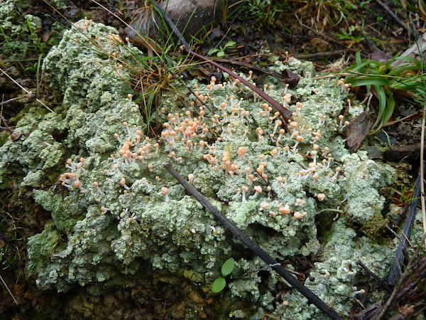 Pink Earth Lichen | Project Noah