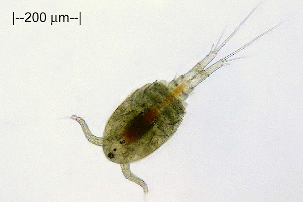 Cyclops Under Microscope