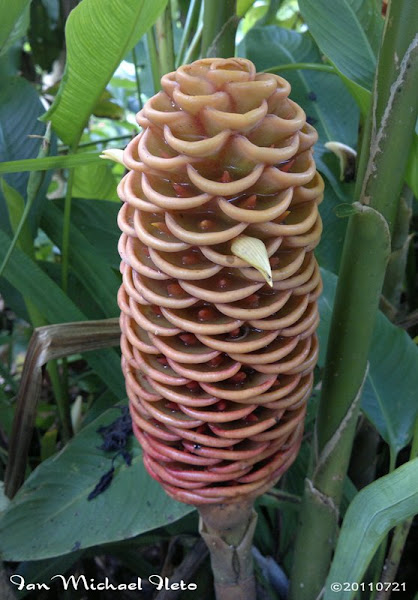 Zingiber spectabilis 'Early Gold' | Project Noah