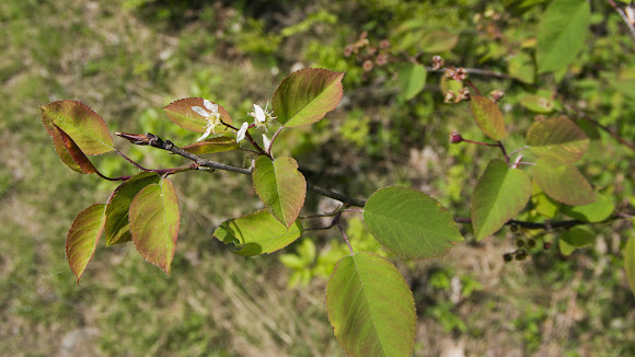 Low Serviceberry | Project Noah