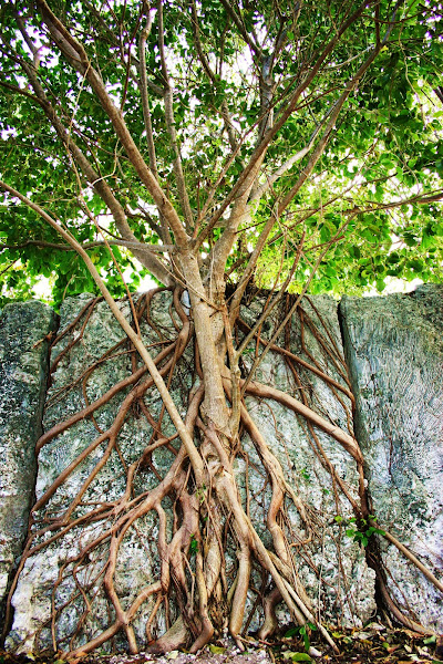 Strangler Fig | Project Noah
