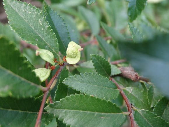 Myrtle beech | Project Noah