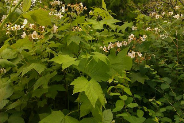 Himalayan Blackberry | Project Noah