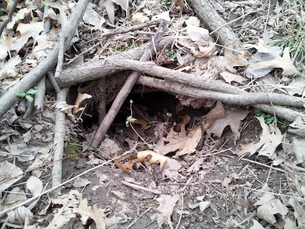 Mammal burrow | Project Noah