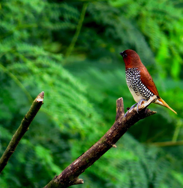 scaly breasted munia | Project Noah