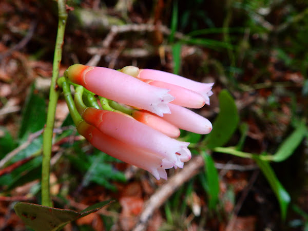 Cavendishia | Project Noah