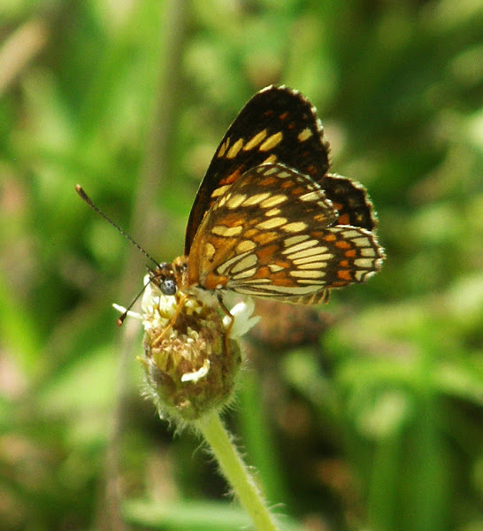 Theona Checkerspot | Project Noah