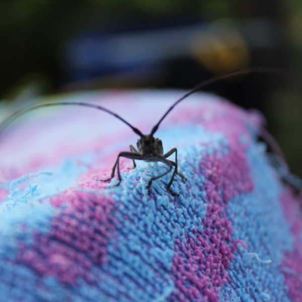 Spruce beetle | Project Noah