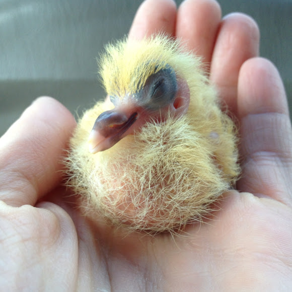 Feral Pigeon Chick | Project Noah