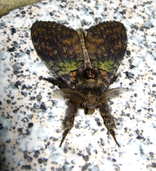 Iridescent Tussock Moth | Project Noah