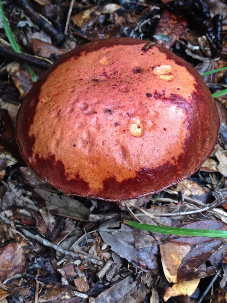 Two-colored Bolete | Project Noah