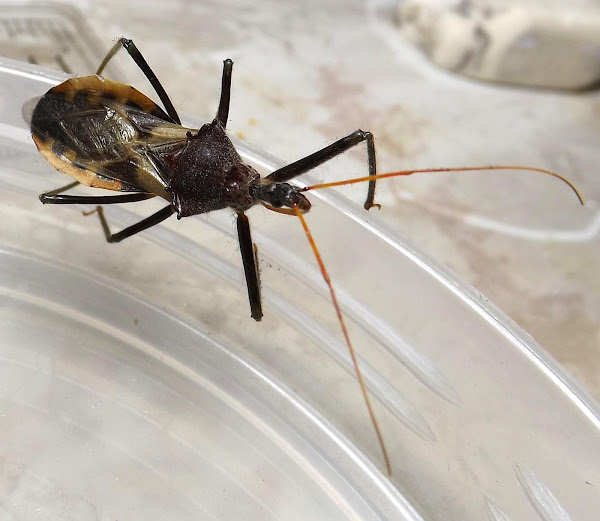 'White' Assassin Bug | Project Noah