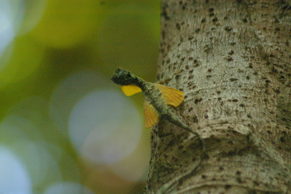 Sulawesi Lined Gliding Lizard | Project Noah