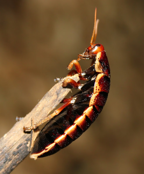 Table Mountain Cockroach | Project Noah