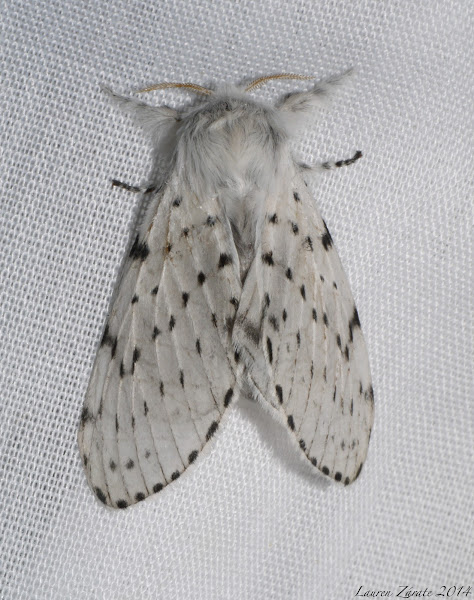 Dot-Lined White Moth | Project Noah
