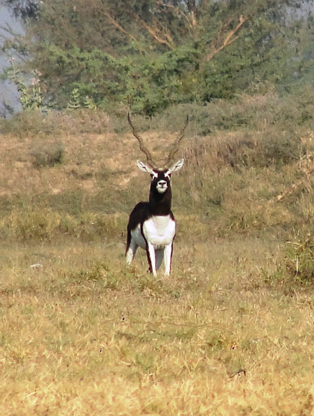 Krishna Mrigam ( કાળિયાર ) | Project Noah