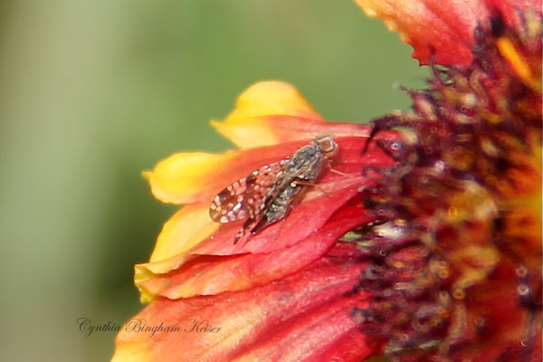 Sunflower Seed Maggot | Project Noah