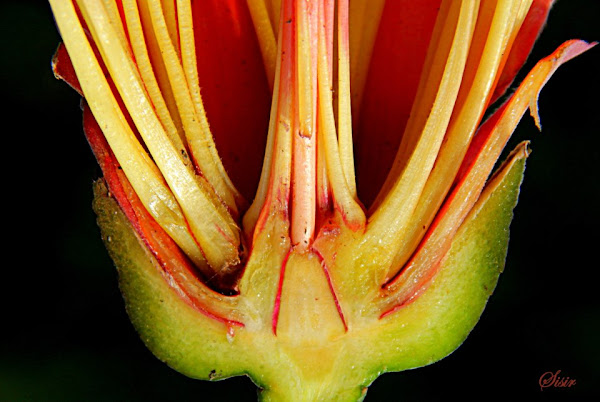 Cotton tree or Semal | Project Noah