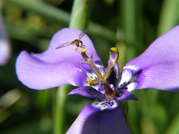Prairie Nymph | Project Noah