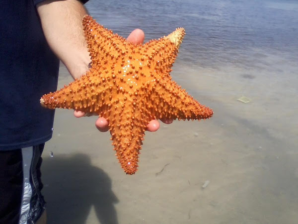 Starfish | Project Noah