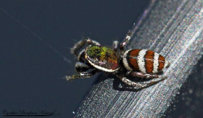 Zebra Jumping Spider | Project Noah