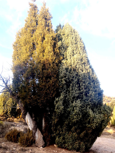 Savin. Sabina | Project Noah