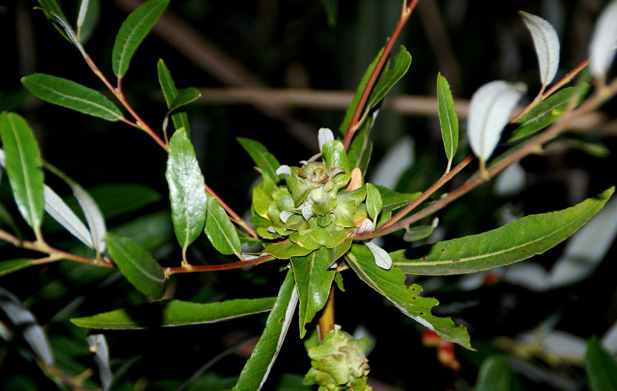 Arroyo willow flower gall | Project Noah