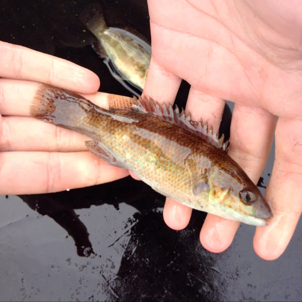 Cunner | Project Noah