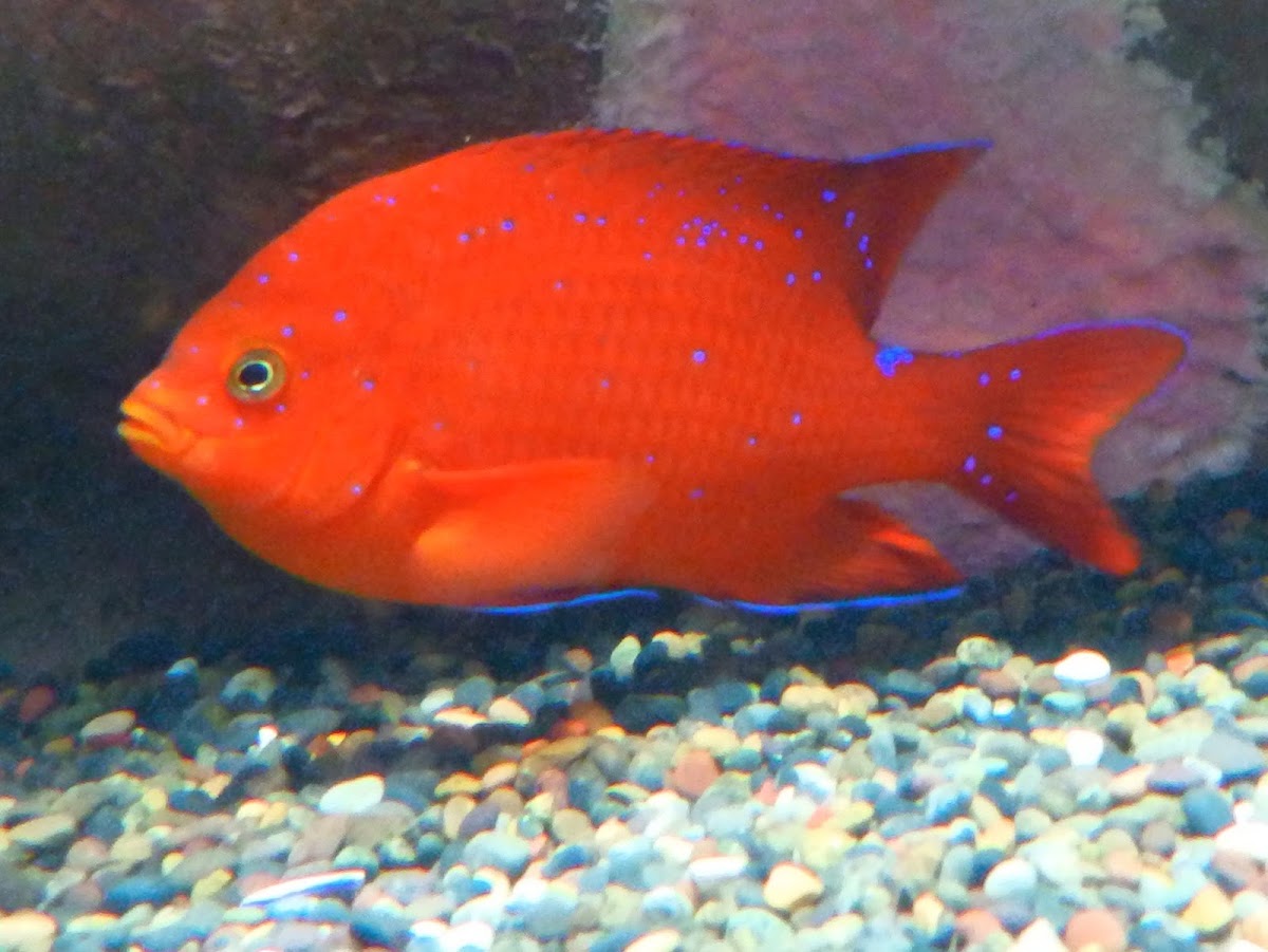 Garibaldi damselfish | Project Noah