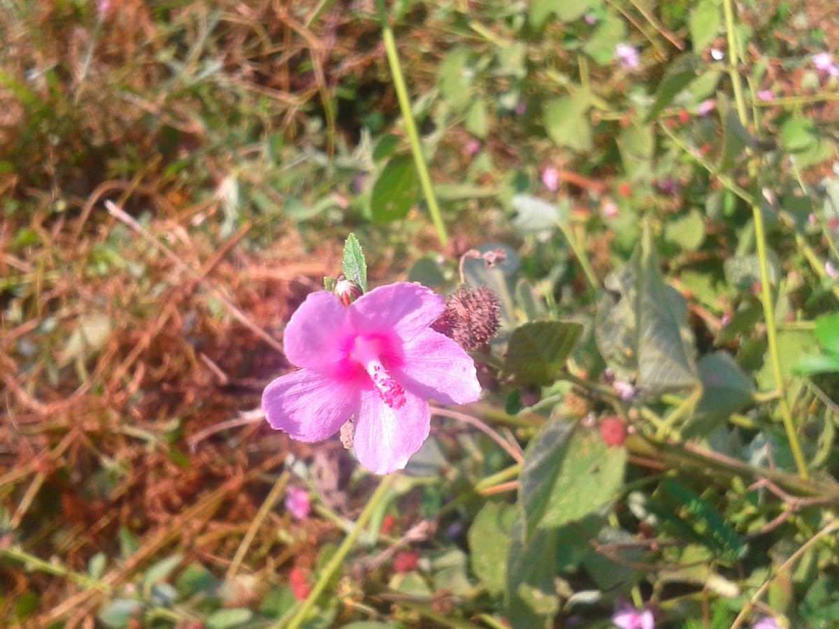 Caesar weed/Bur mallow | Project Noah