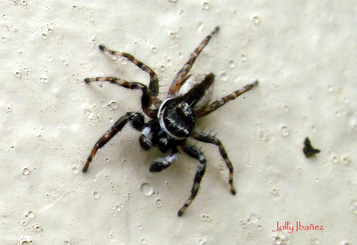 Gray Wall Jumping Spider (Male) | Project Noah