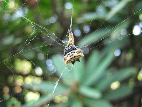 Spiny orb-weaver spider or Four-spined Jewel Spider | Project Noah