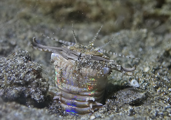 Bobbit Worm | Project Noah