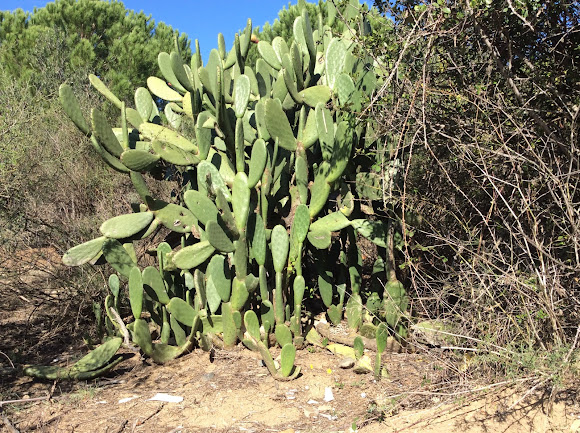 Figuera de moro | Project Noah