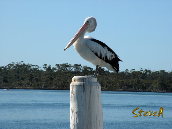 Pelican | Project Noah