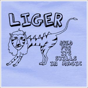 The curious liger cub who struck up an unlikely friendship with dolphins