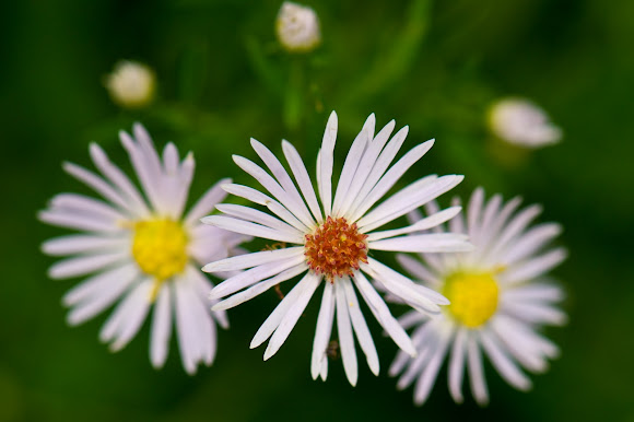 White Aster | Project Noah