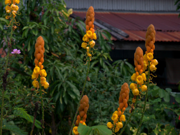 Seven Golden Candlesticks | Project Noah