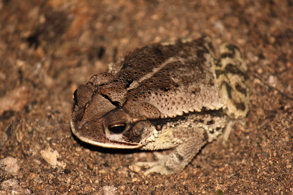Gulf Coast Toad | Project Noah