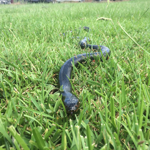 Mud snake | Project Noah