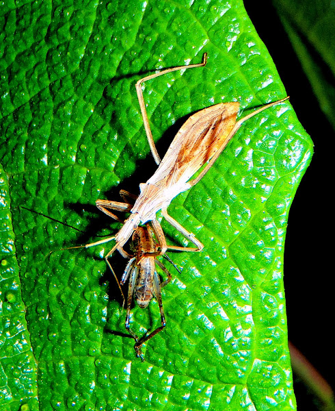 Assassin Bug | Project Noah