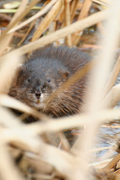 Young Beaver | Project Noah
