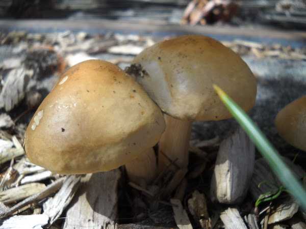 Spring Field Cap | Project Noah